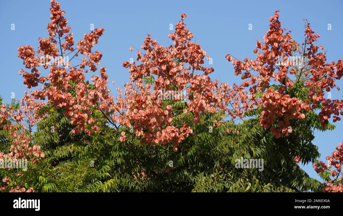 Koelreuteria paniculata tree and flower in Autumn. Image shows a mature ...