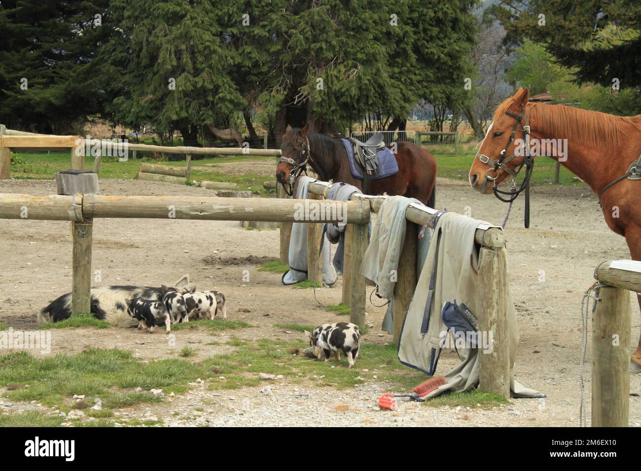 Queenstown forest view: while horse back riding Stock Photo - Alamy