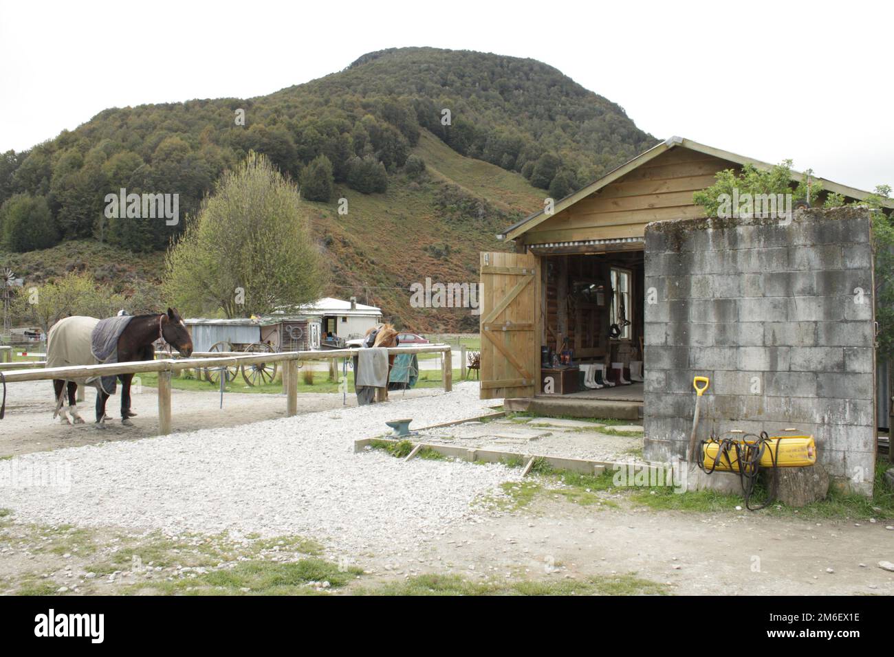 Queenstown forest view while horse back riding Stock Photo - Alamy