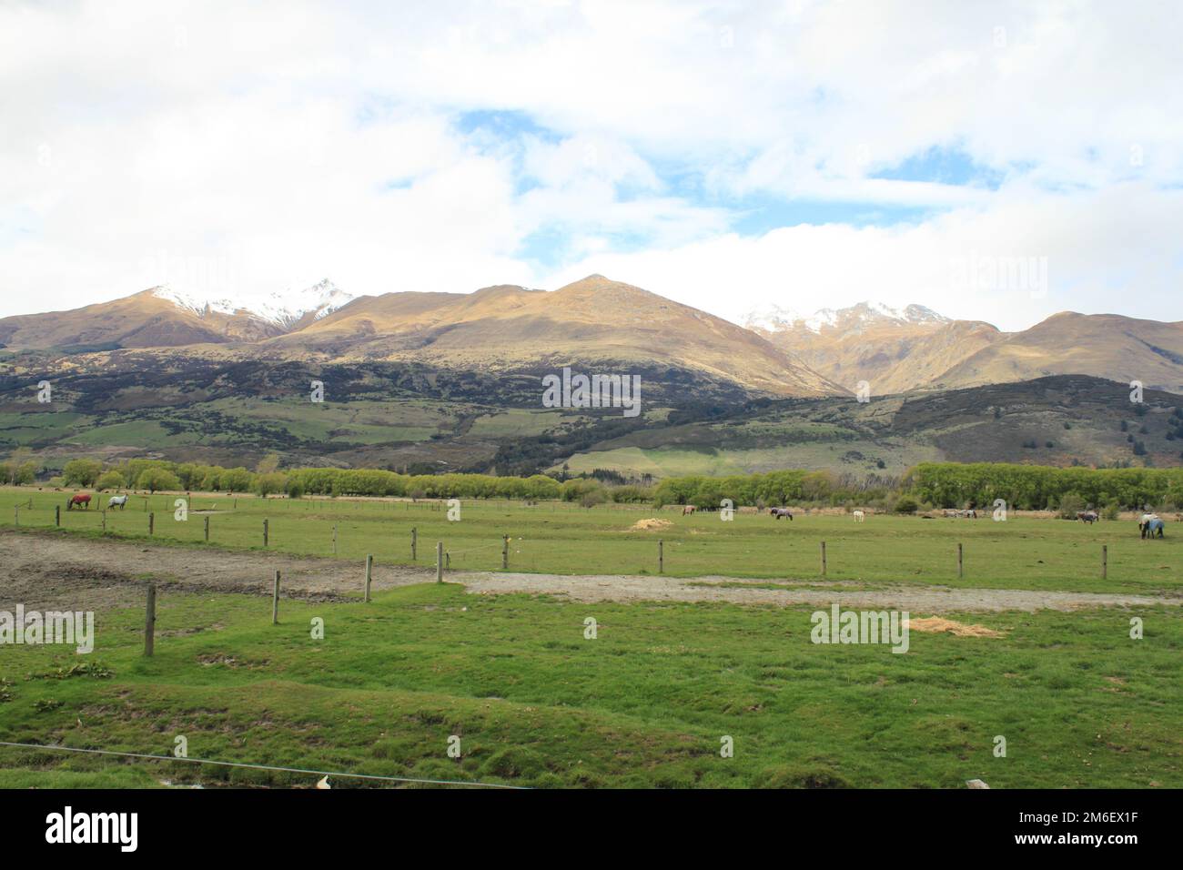 Queenstown forest view while horse back riding Stock Photo - Alamy