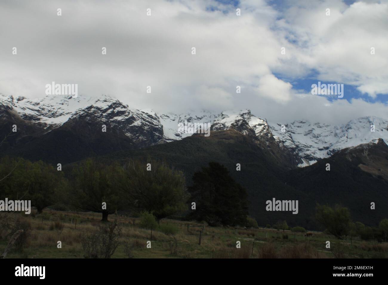 Queenstown forest view while horse back riding Stock Photo - Alamy