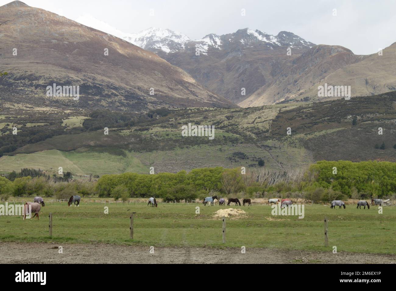 Queenstown forest view while horse back riding Stock Photo - Alamy