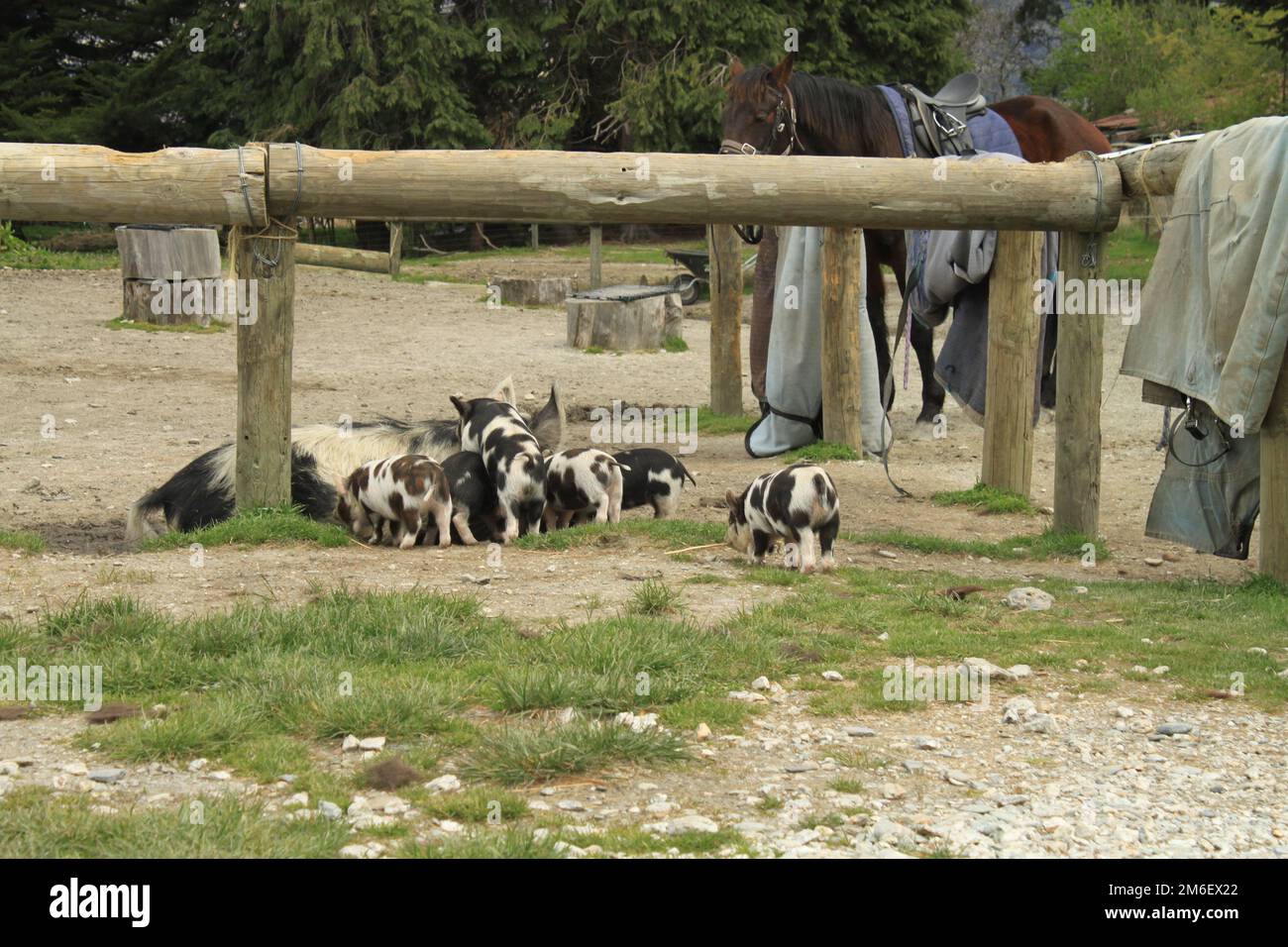 Queenstown forest view while horse back riding Stock Photo - Alamy