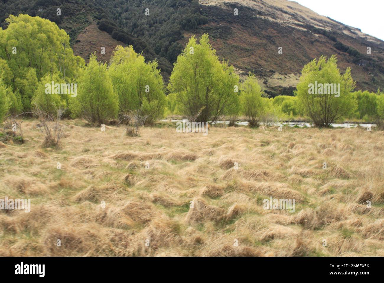Queenstown forest view while horse back riding Stock Photo - Alamy
