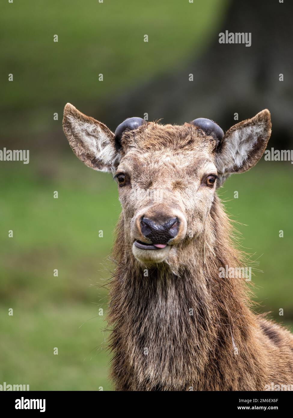 Red Deer Stag with No Antlers After they have Been Shed Stock Photo - Alamy