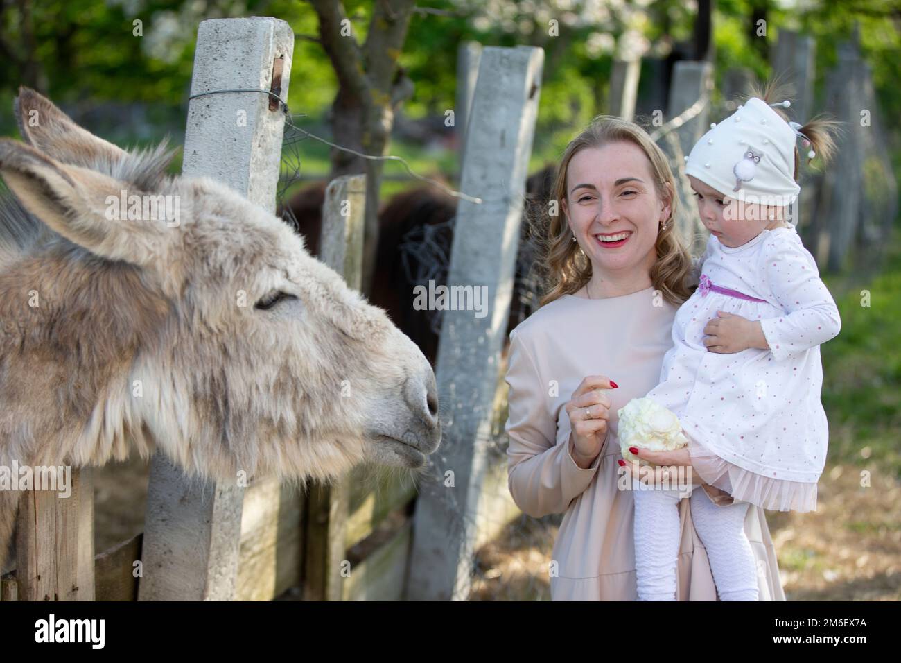 Mom with a little daughter feeds a donkey. A woman with a child on a ...
