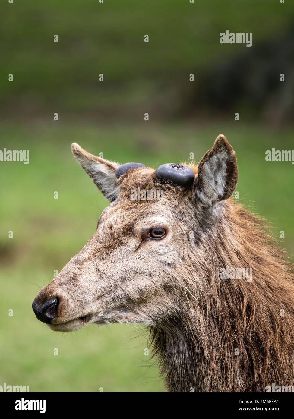 Red Deer Stag with No Antlers After they have Been Shed Stock Photo - Alamy