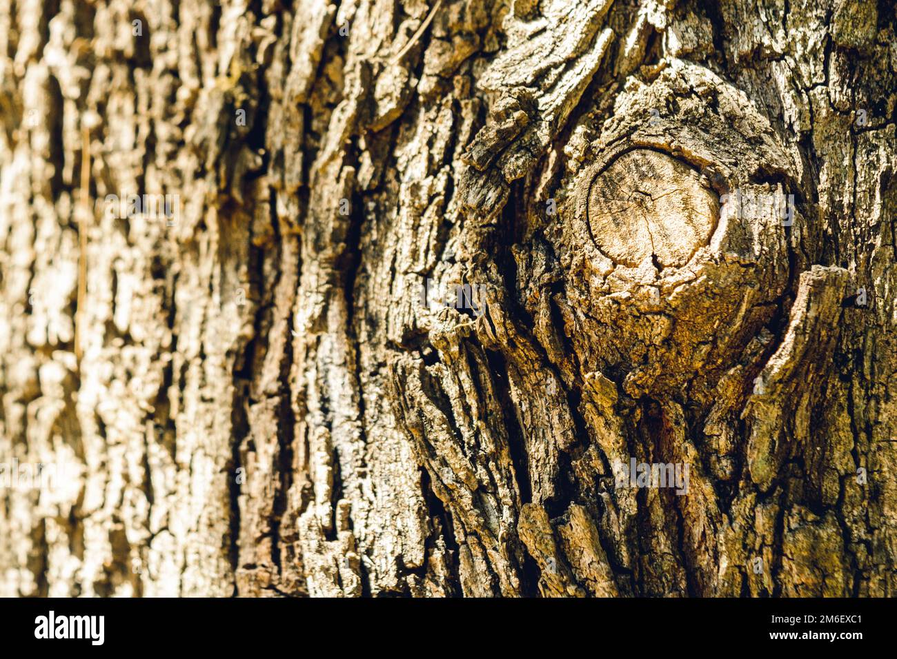 high contrast textured background of wood, corrugated tree bark with ...