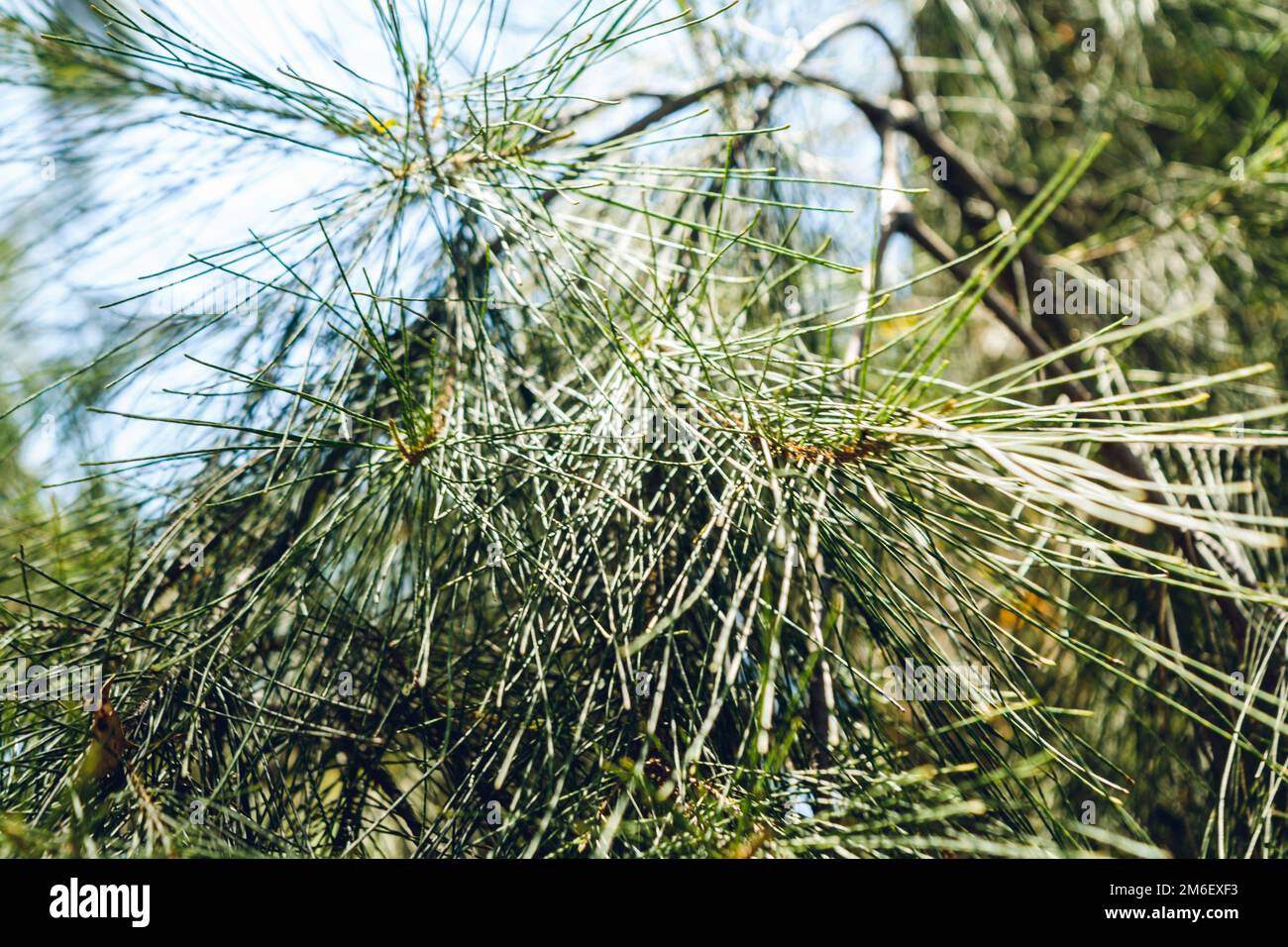 Greenery texture hi-res stock photography and images - Alamy