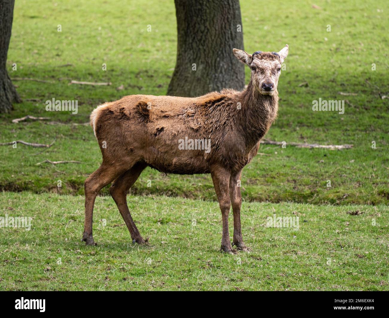 Red Deer Stag with No Antlers After they have Been Shed Stock Photo - Alamy