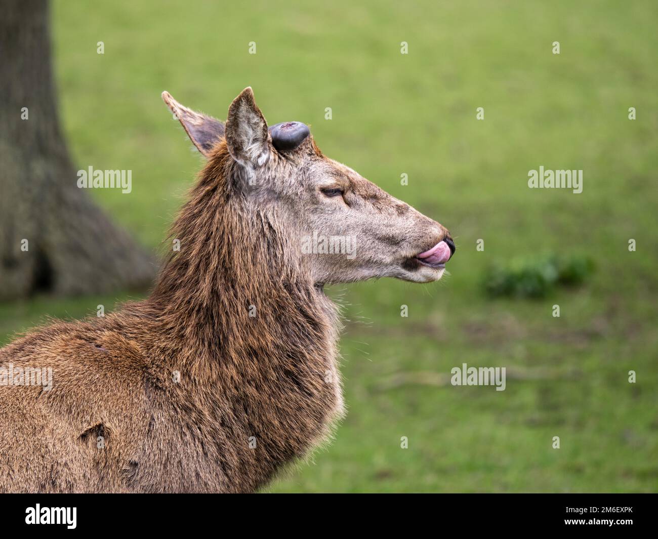 Red Deer Stag with No Antlers After they have Been Shed Stock Photo - Alamy