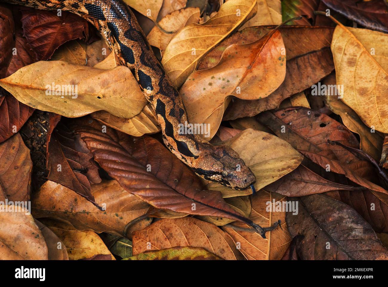 Madagascar Boa - Acrantophis madagascariensis, the largest snake of ...