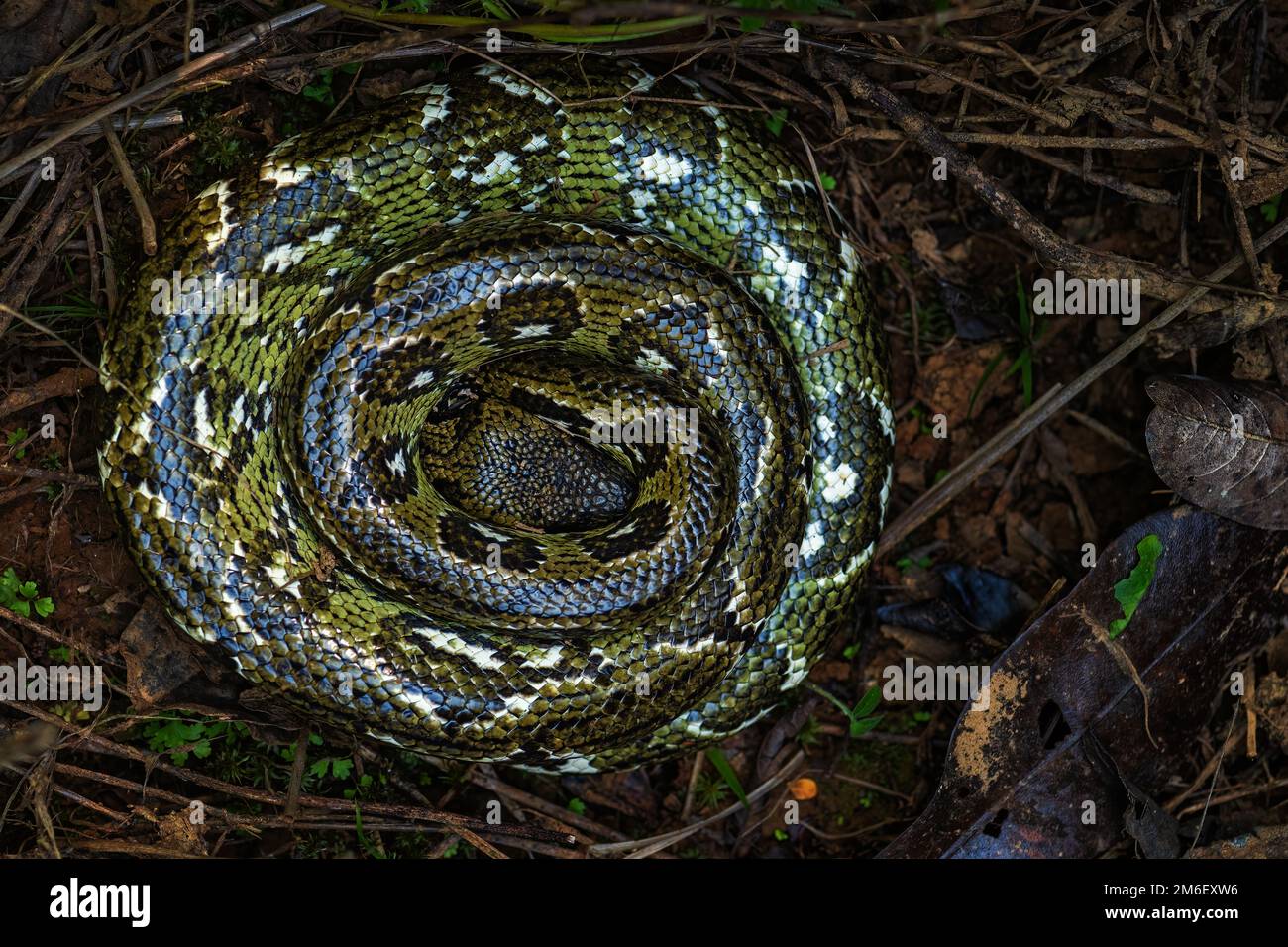 Madagascar Boa - Acrantophis madagascariensis, the largest snake of ...