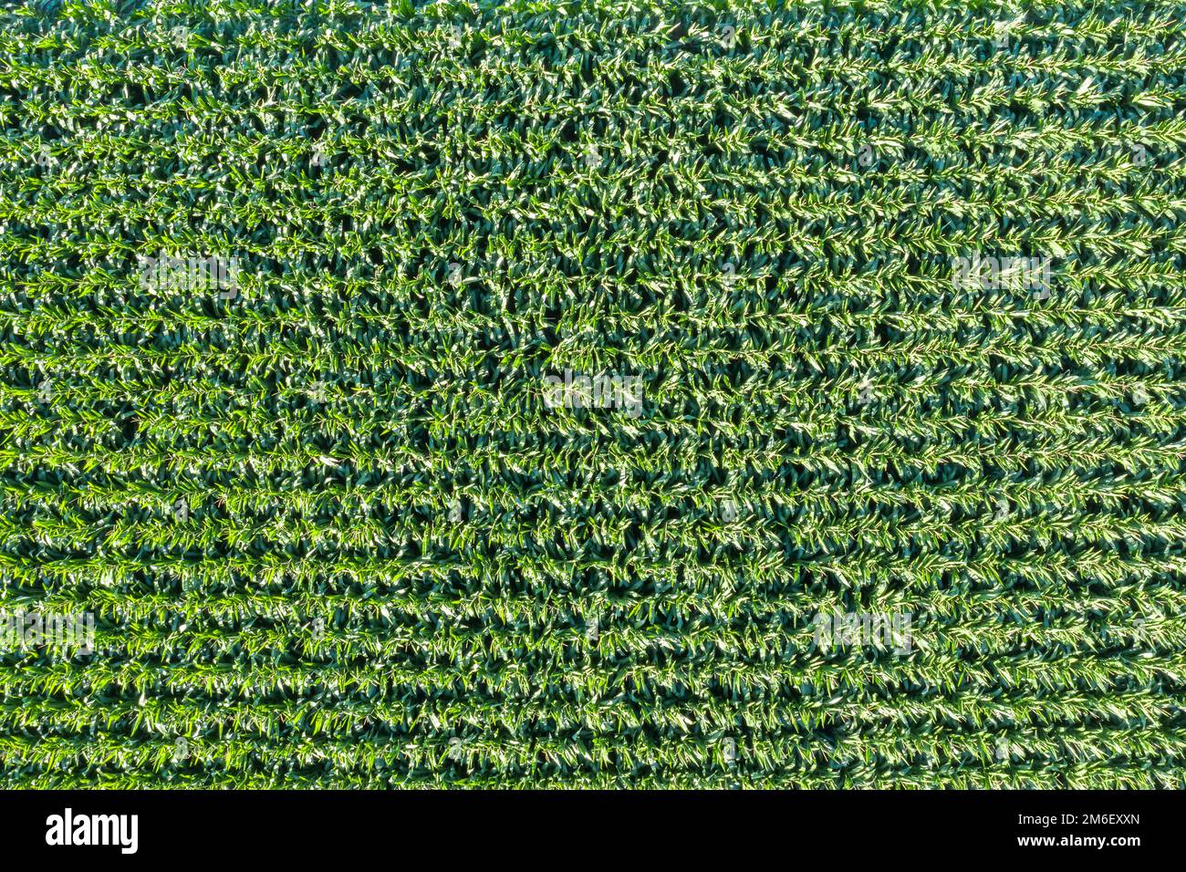Maisfeld Mais Feld Getreide Drohne aerial Luftbild Hintergrund Stock ...