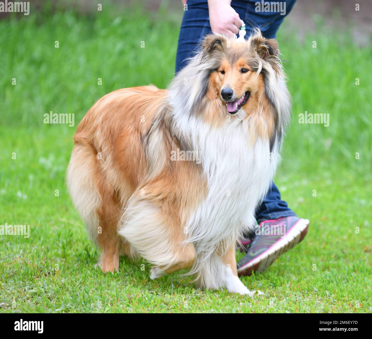 Rough collie puppy and dog hi-res stock photography and images - Alamy