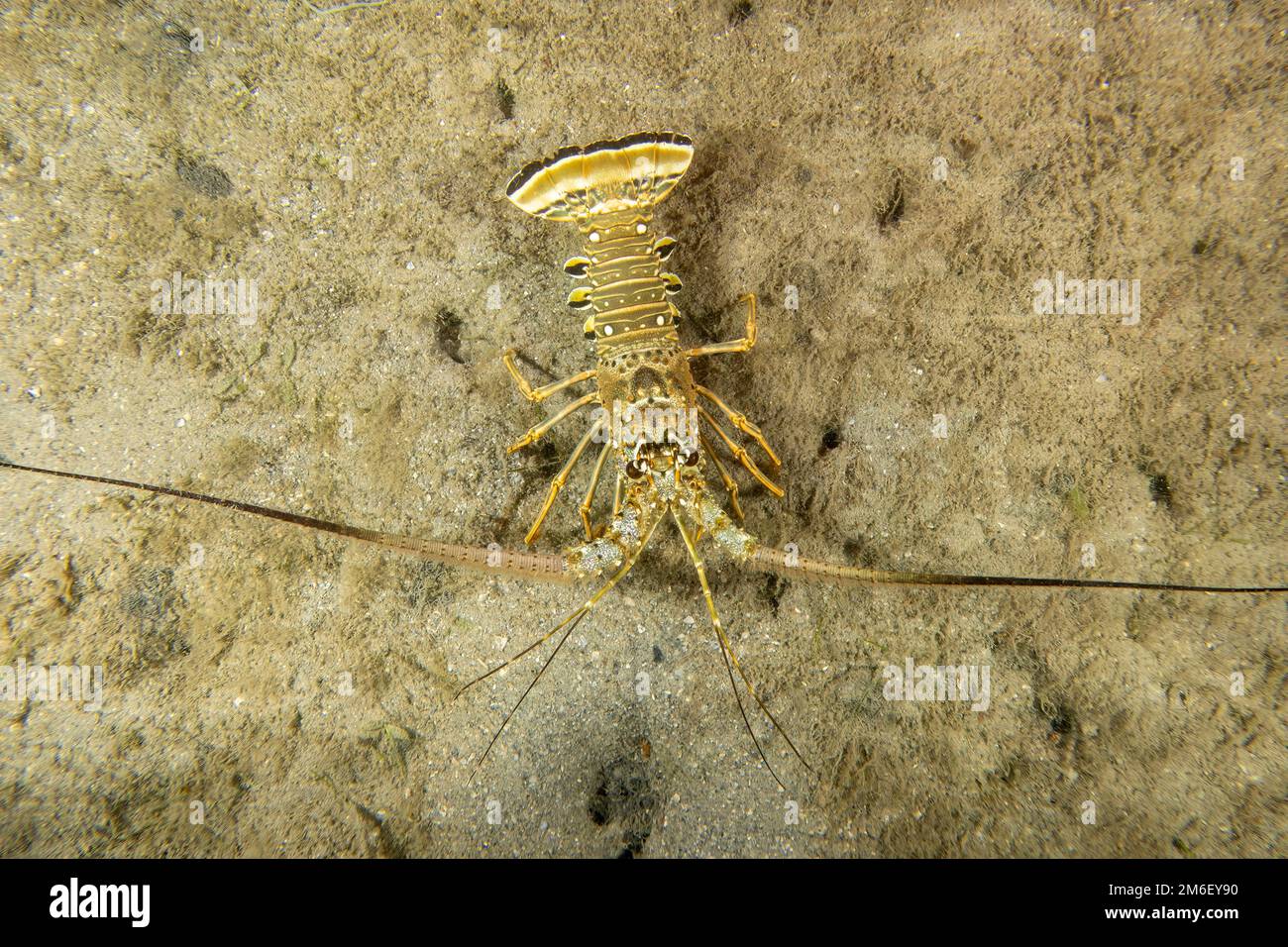 Caribbean Spiny Lobster (Panulirus argus) in Florida, USA Stock Photo ...