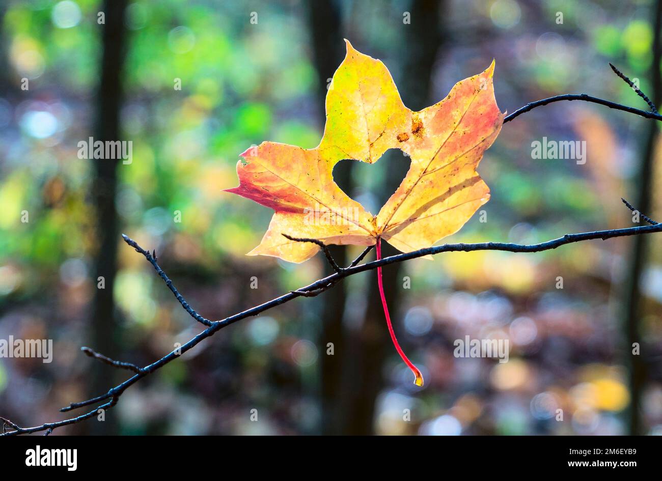 Yellow maple leaf with a heart cut out in the middle Stock Photo - Alamy