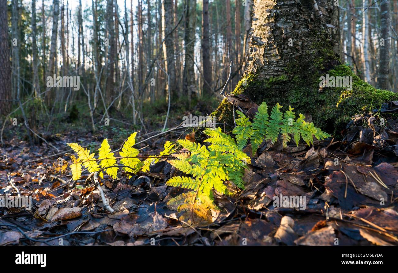 Fern leaves with illumination in the autumn forest under a birch tree ...