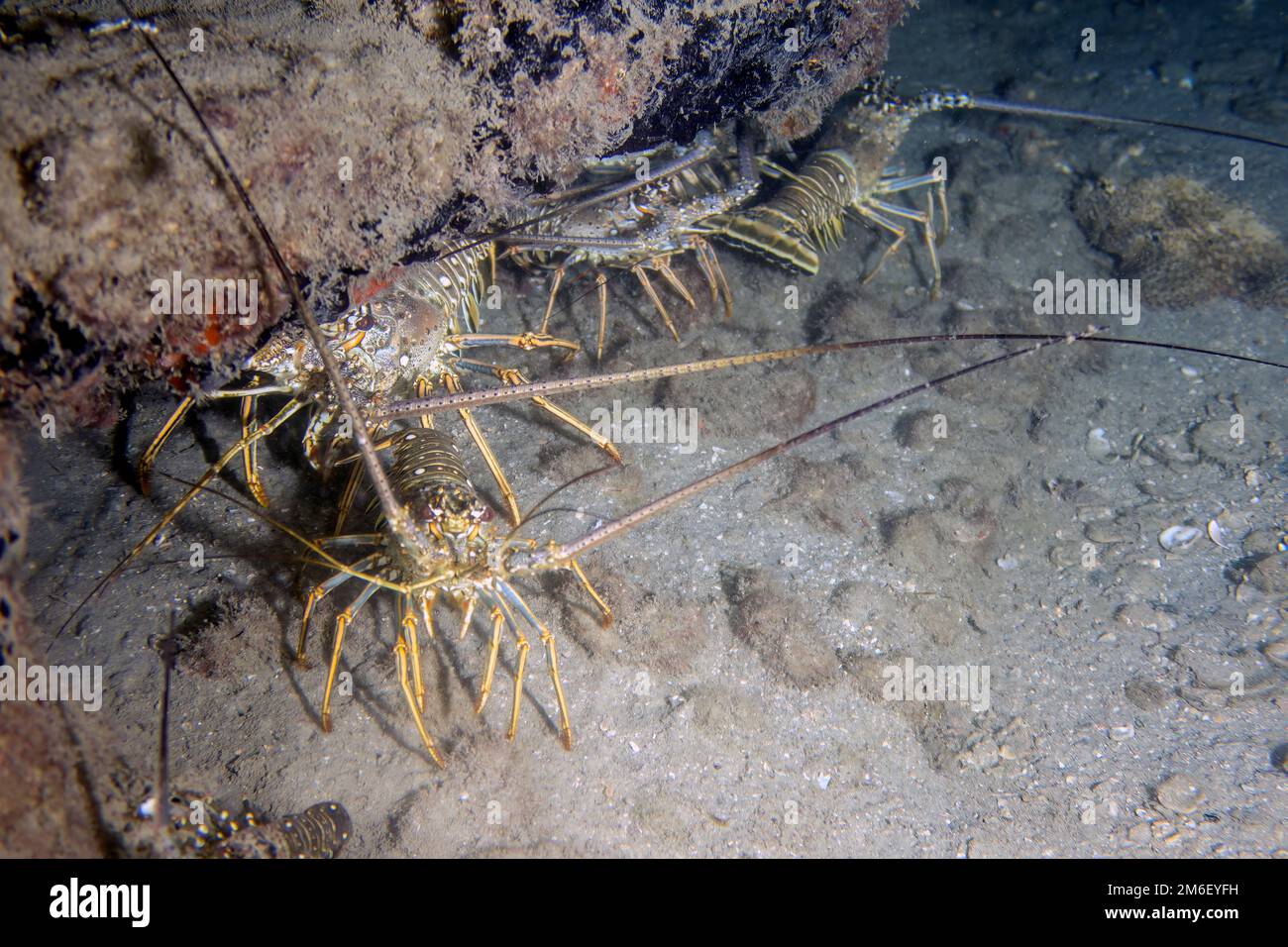 Caribbean Spiny Lobster (Panulirus argus) in Florida, USA Stock Photo ...
