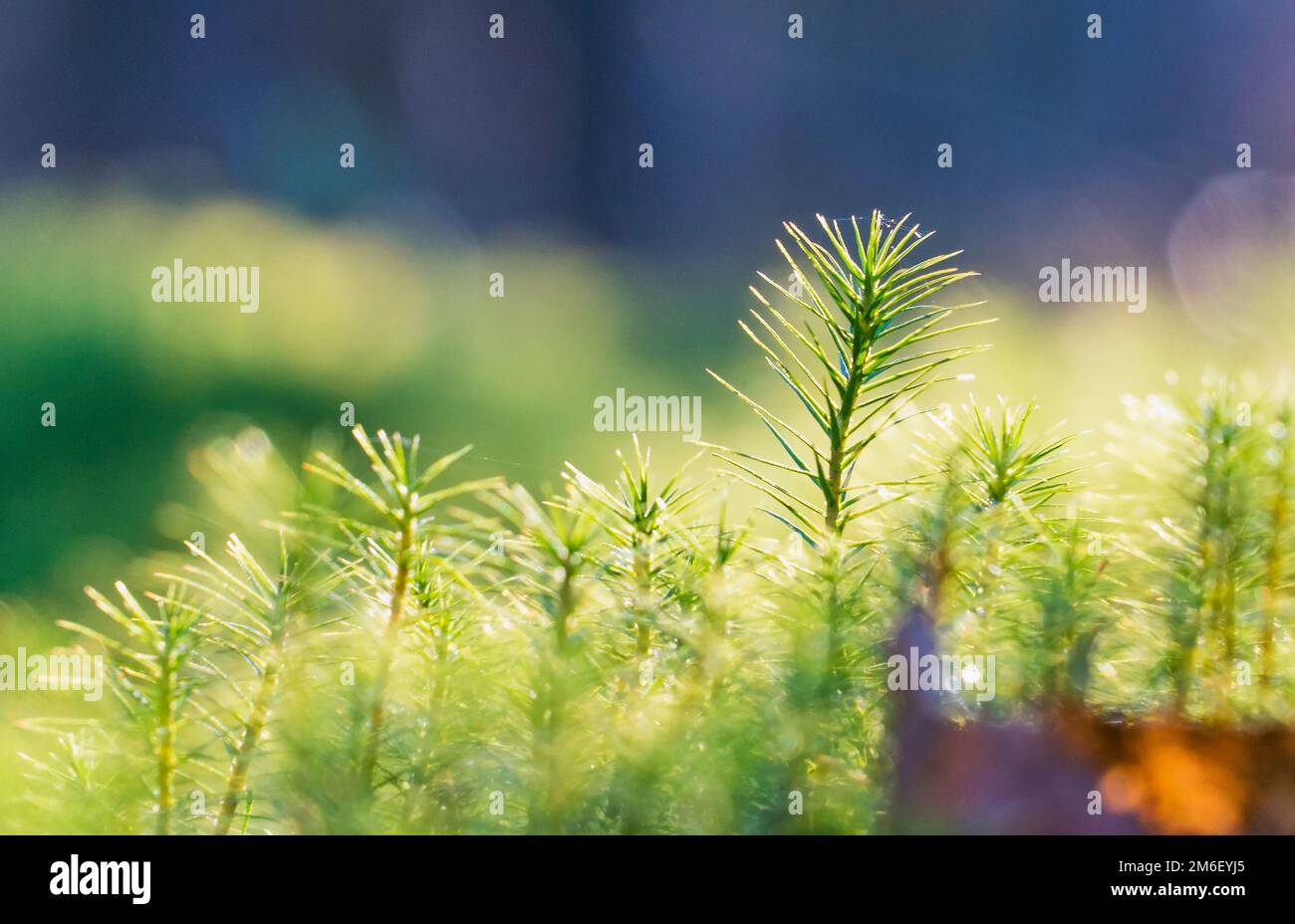 Ordinary leaf hi-res stock photography and images - Alamy
