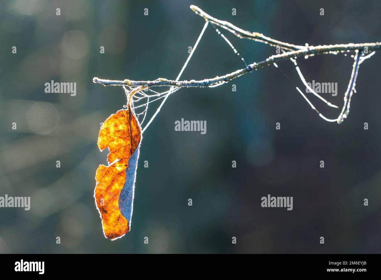 A dry yellow leaf hangs on a branch alone Stock Photo - Alamy