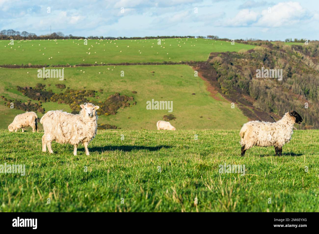 Sheep on farms, Devon, England, Europe Stock Photo - Alamy