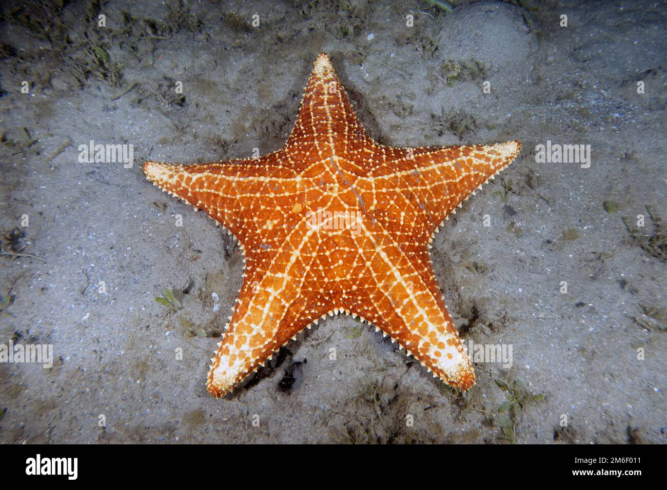 A Red Cushion Sea Star (Oreaster reticulatus) in Florida, USA Stock ...
