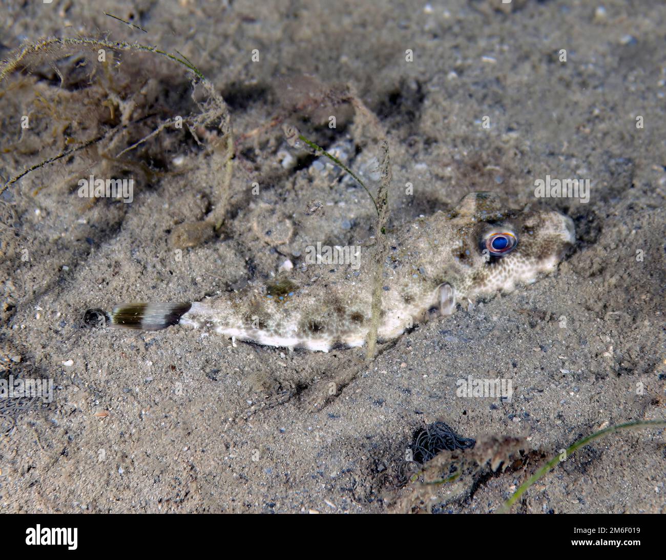 A Bandtail Puffer (Sphoeroides spengleri) in Florida, USA Stock Photo ...