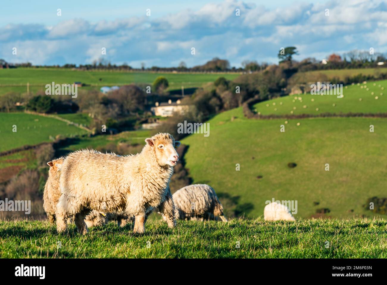 Sheep on farms, Devon, England, Europe Stock Photo - Alamy