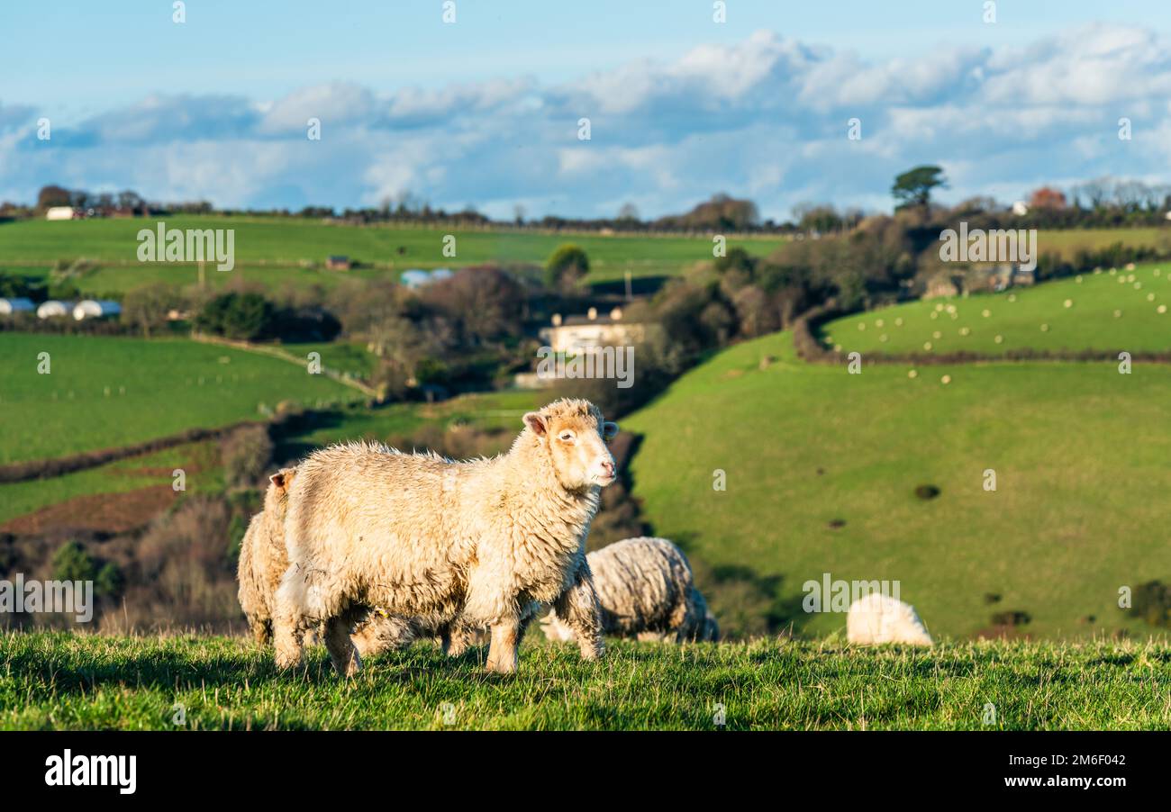 Sheep on farms, Devon, England, Europe Stock Photo - Alamy