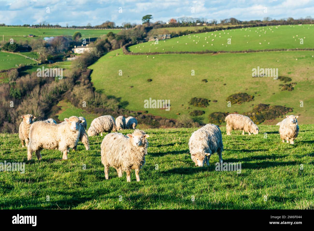 Sheep on farms, Devon, England, Europe Stock Photo - Alamy
