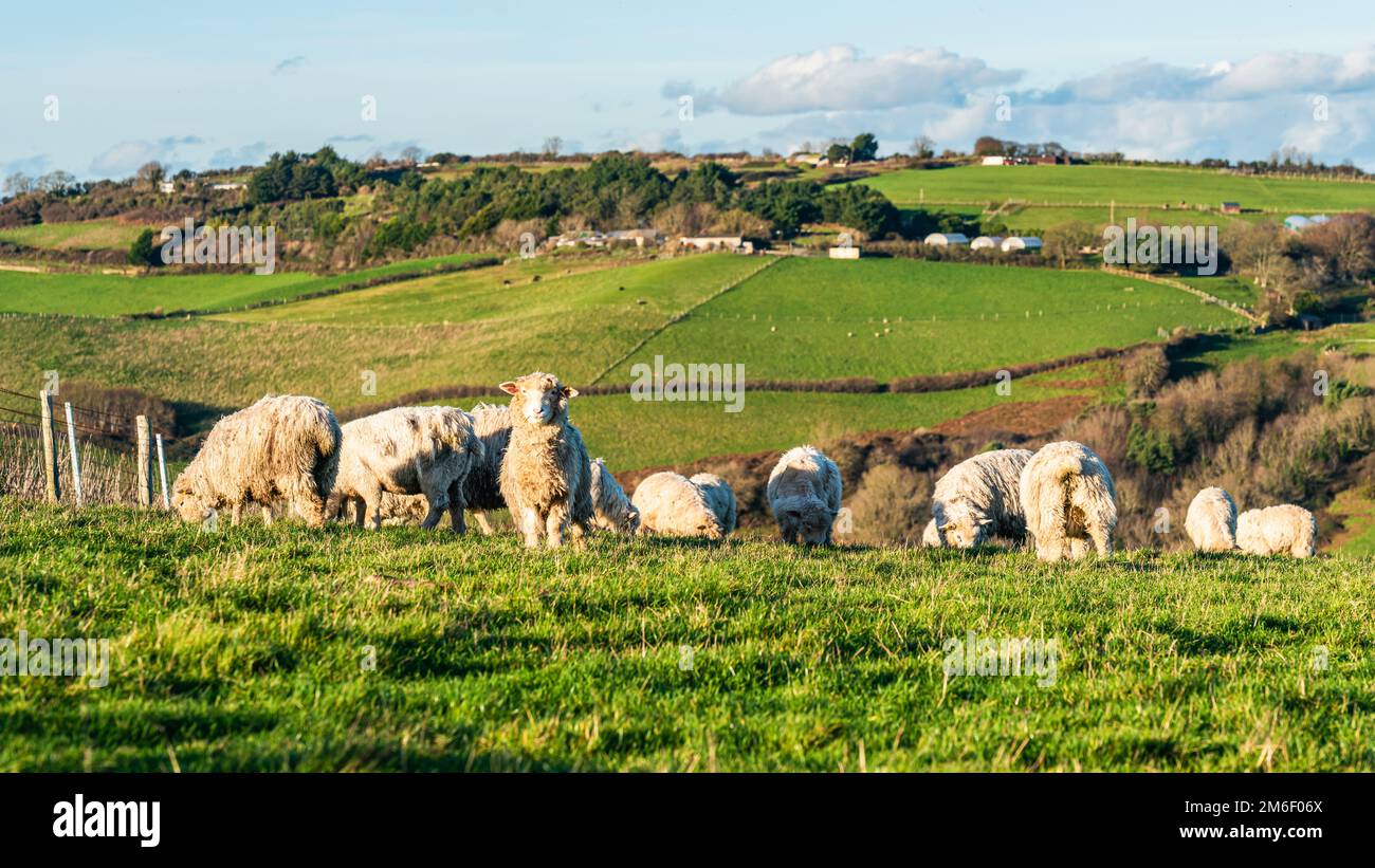 Sheep on farms, Devon, England, Europe Stock Photo - Alamy