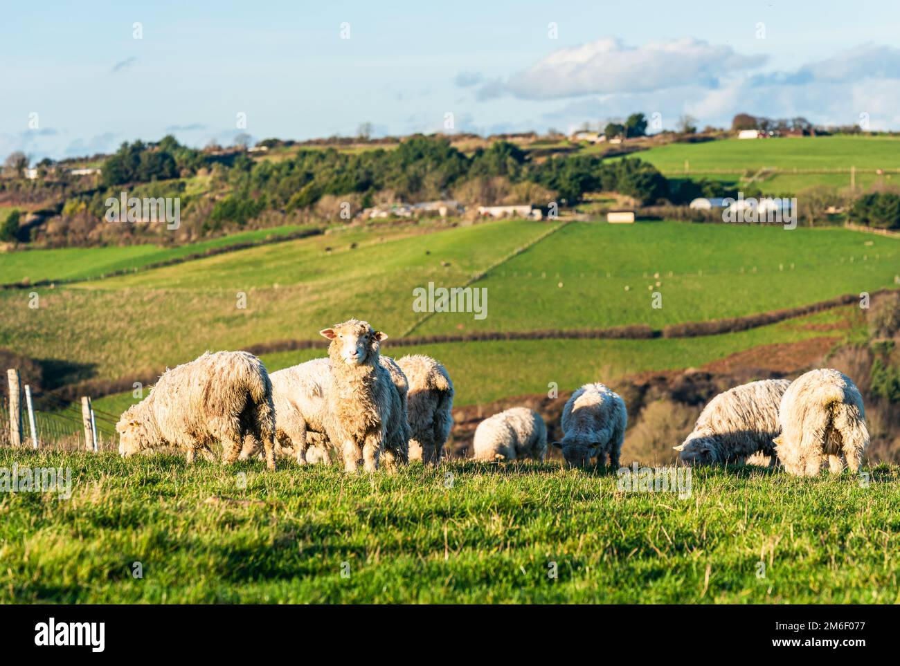 Sheep on farms, Devon, England, Europe Stock Photo - Alamy