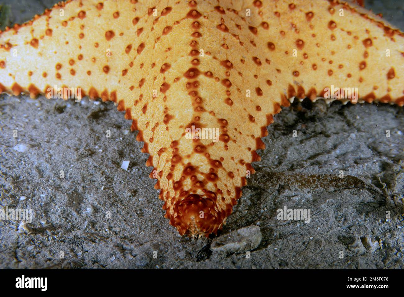 A Red Cushion Sea Star (Oreaster reticulatus) in Florida, USA Stock ...