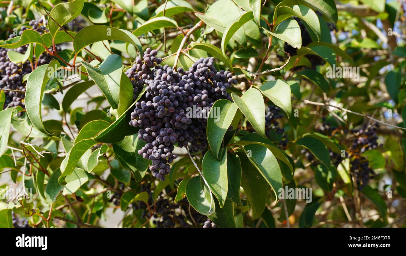 Berries on a bush of the wild Privet or Ligustrum vulgare in the sun ...