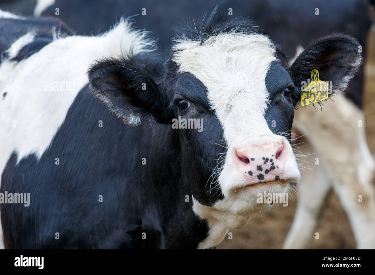 Livestock farm. Close-up. Black and white cow stands in the pasture ...