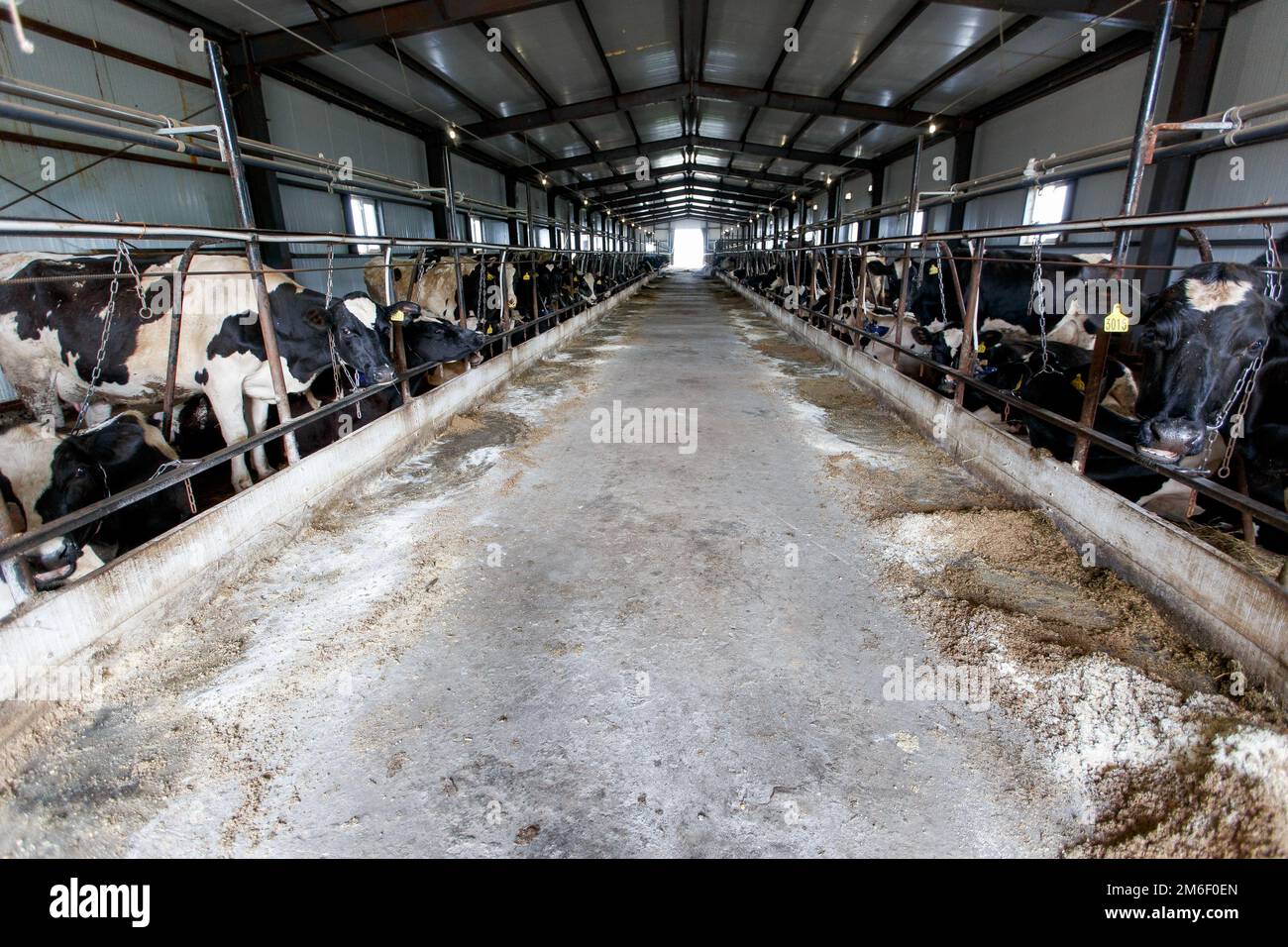 Livestock farm. Close-up. Cows stand in a pen at a dairy farm Stock ...