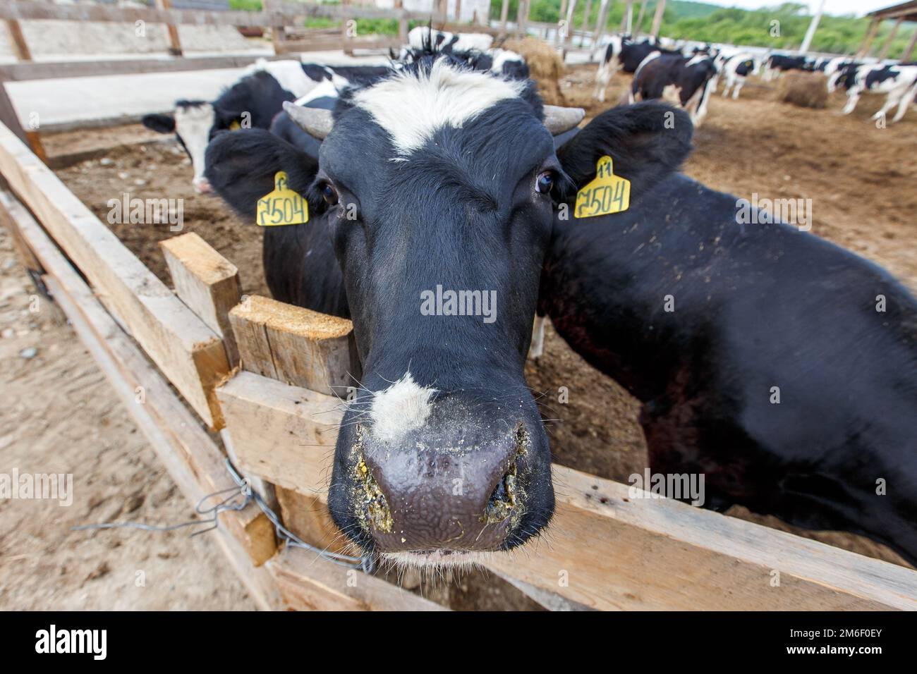Livestock farm. Close-up. Black cows peer into the camera from behind ...