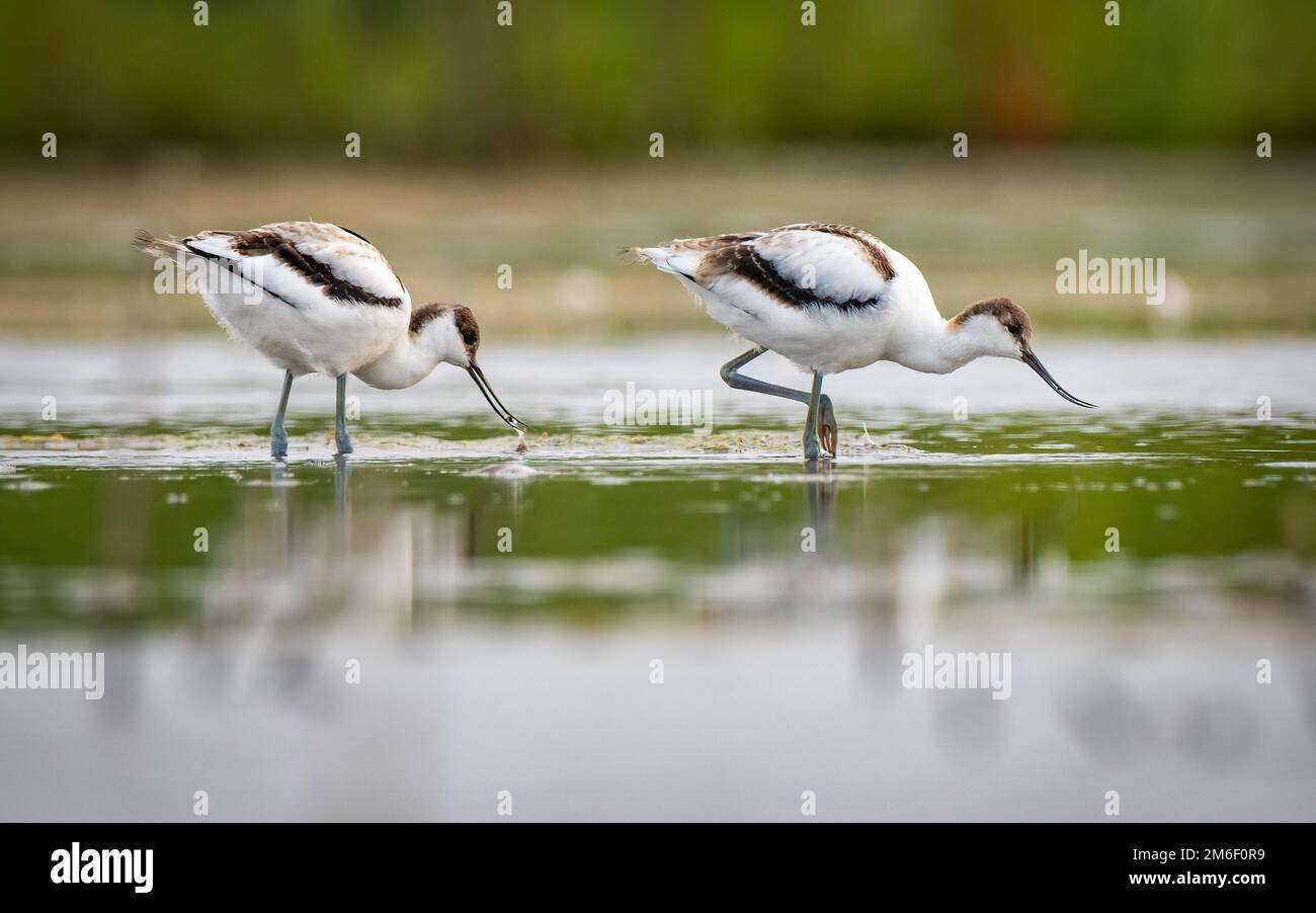 A relict gull (Ichthyaetus relictus) drinking from the swamp Stock ...