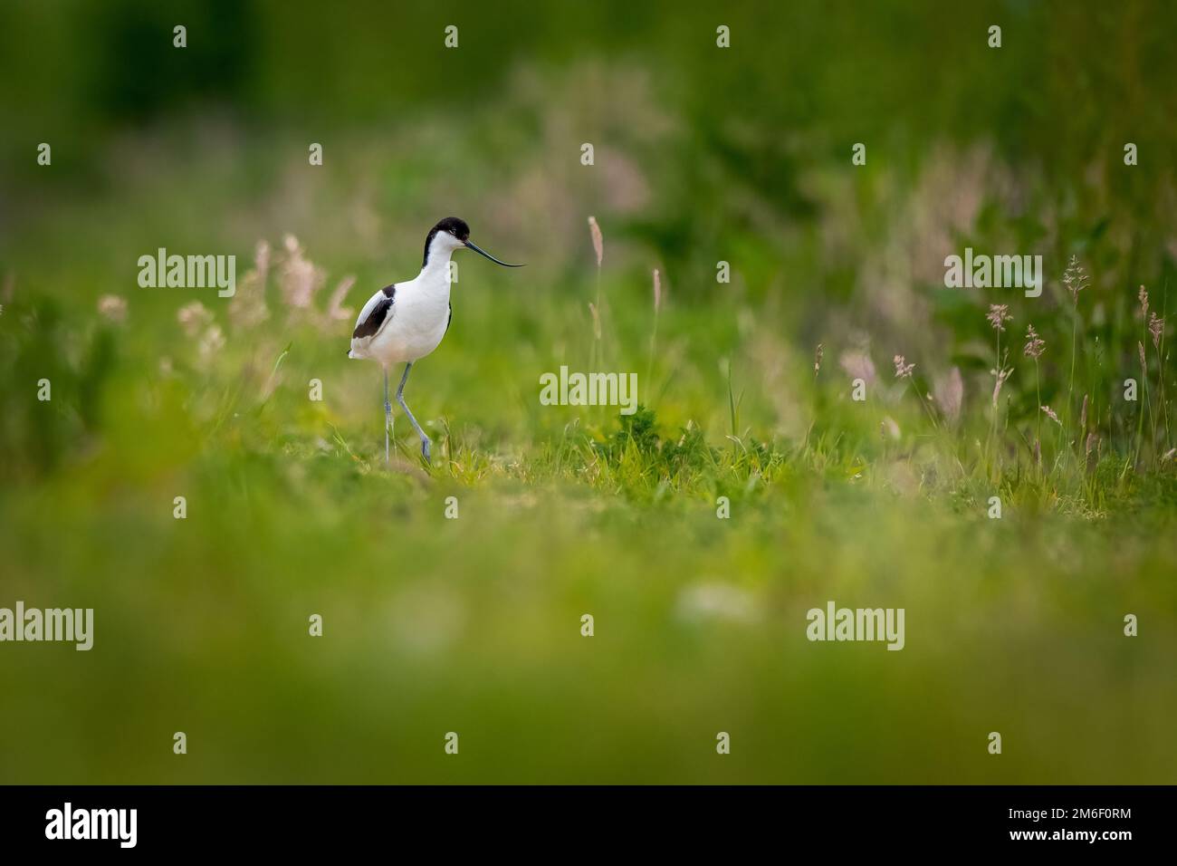 A relict gull (Ichthyaetus relictus) walking in the field with flowers ...
