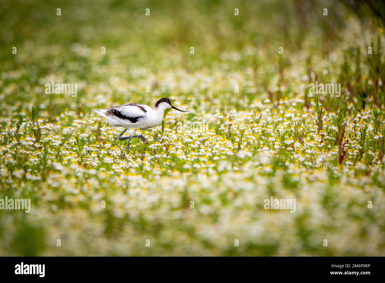 A relict gull (Ichthyaetus relictus) walking in the field with flowers ...