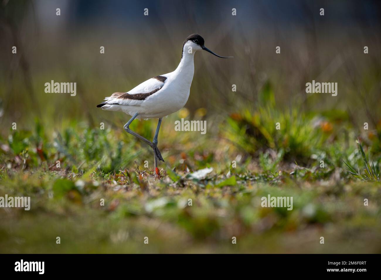 A relict gull (Ichthyaetus relictus) walking in the field with grass ...
