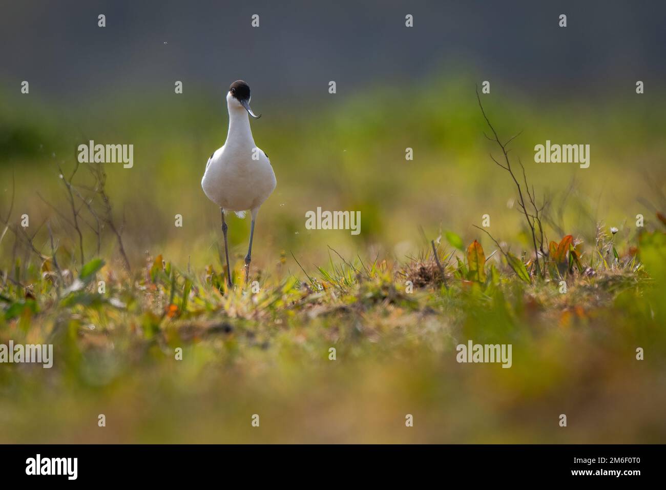 A relict gull (Ichthyaetus relictus) walking in the field with grass ...