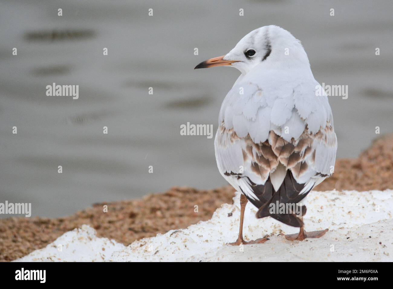Of all the wildlife on our planet, birds may be the most varied and ...