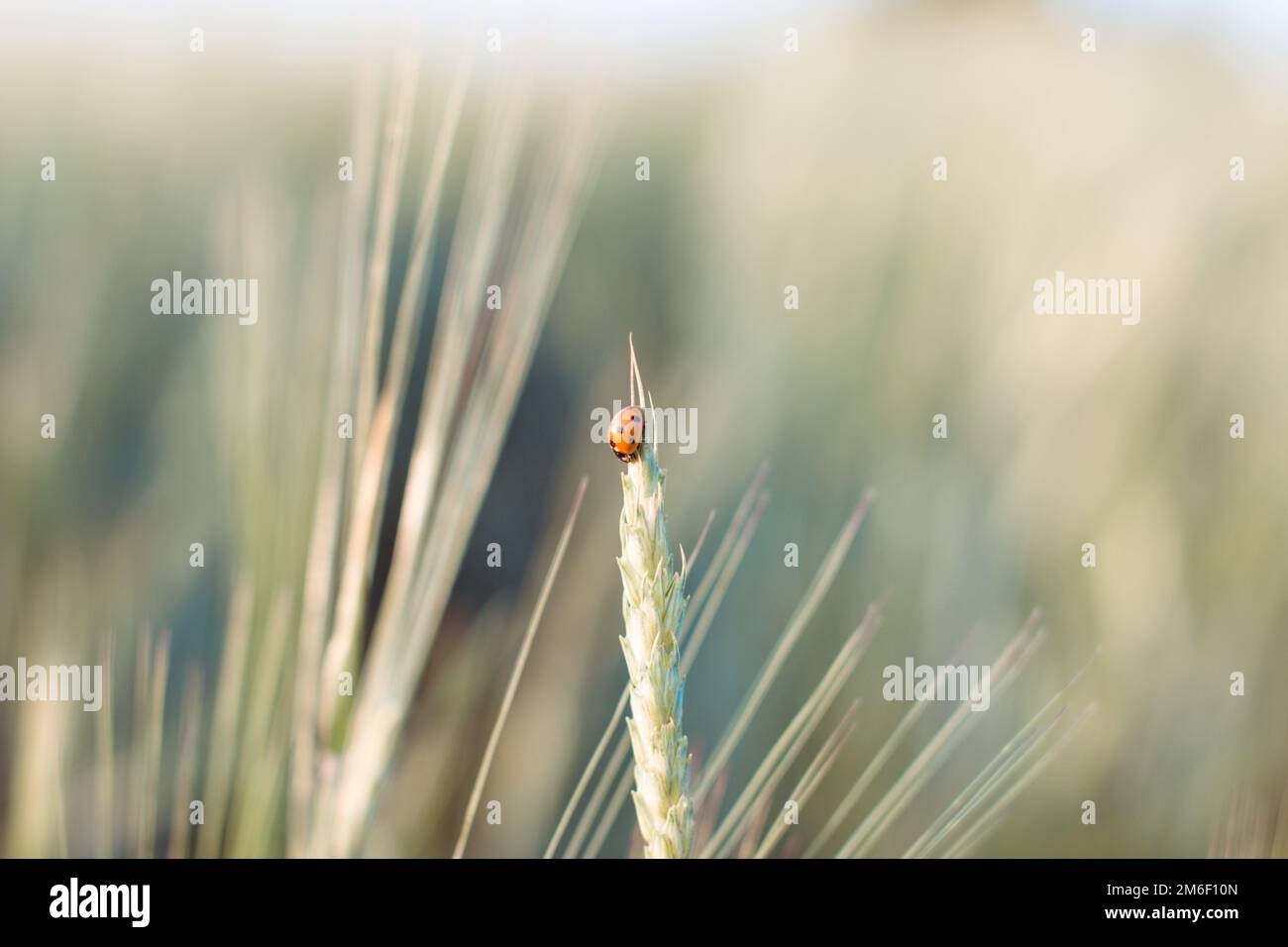 An insect a ladybug on an ear of rye or wheat Stock Photo - Alamy