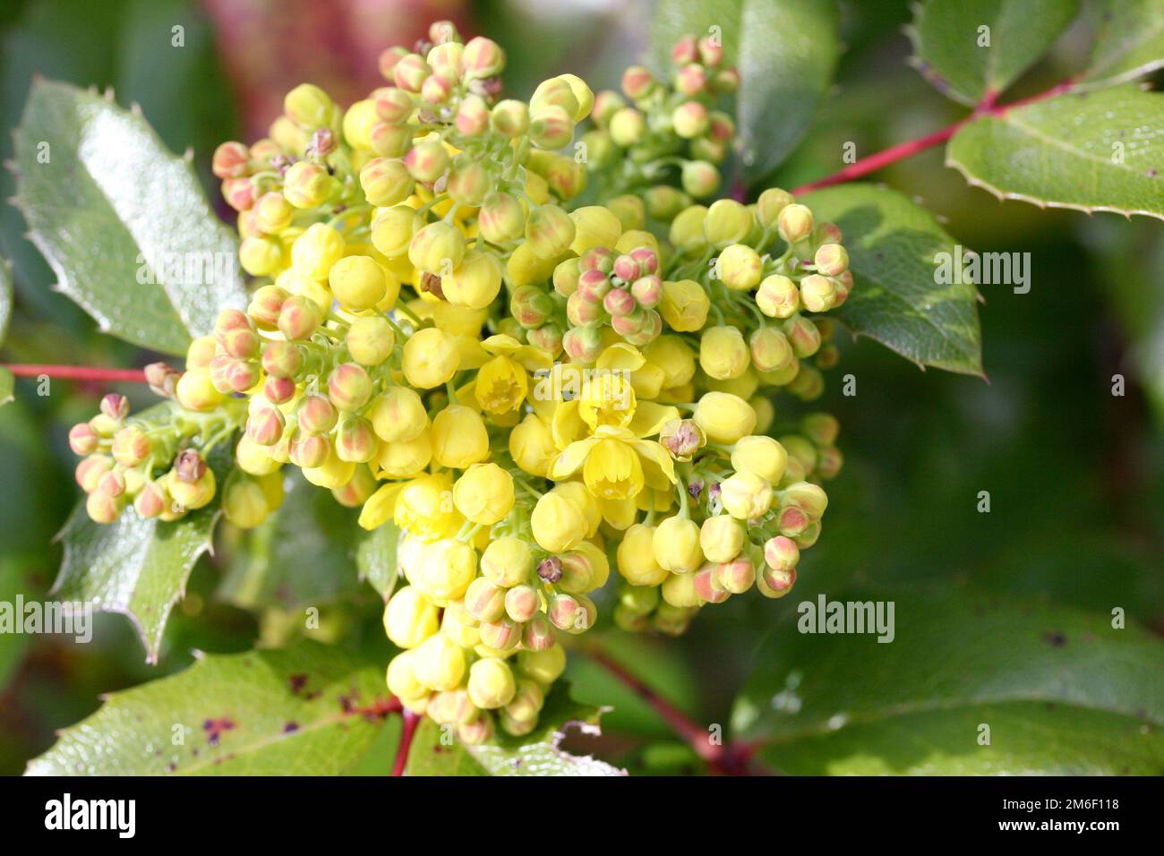 Oregon grape (Mahonia Stock Photo - Alamy