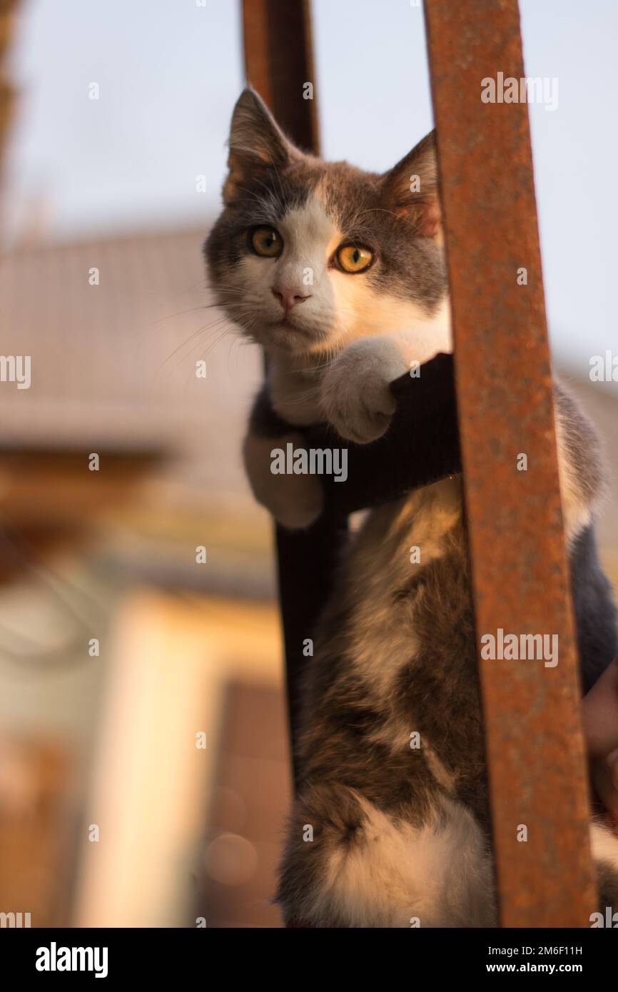 Spotted kitten on the stairs in the fence Stock Photo - Alamy