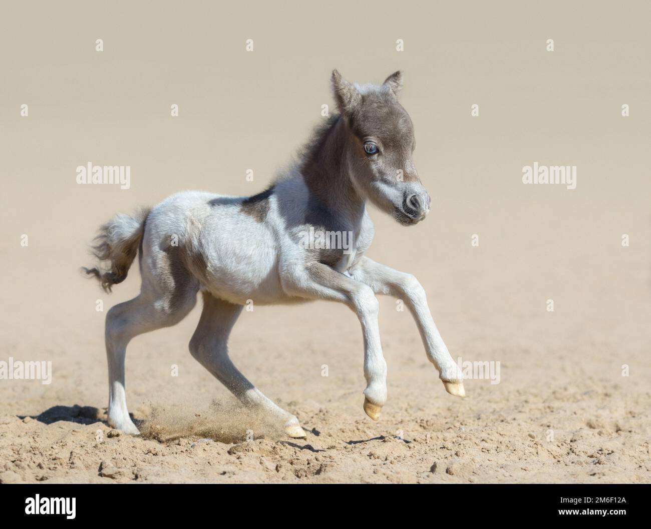American miniature horse. Pinto newly born foal in motion. Side view ...
