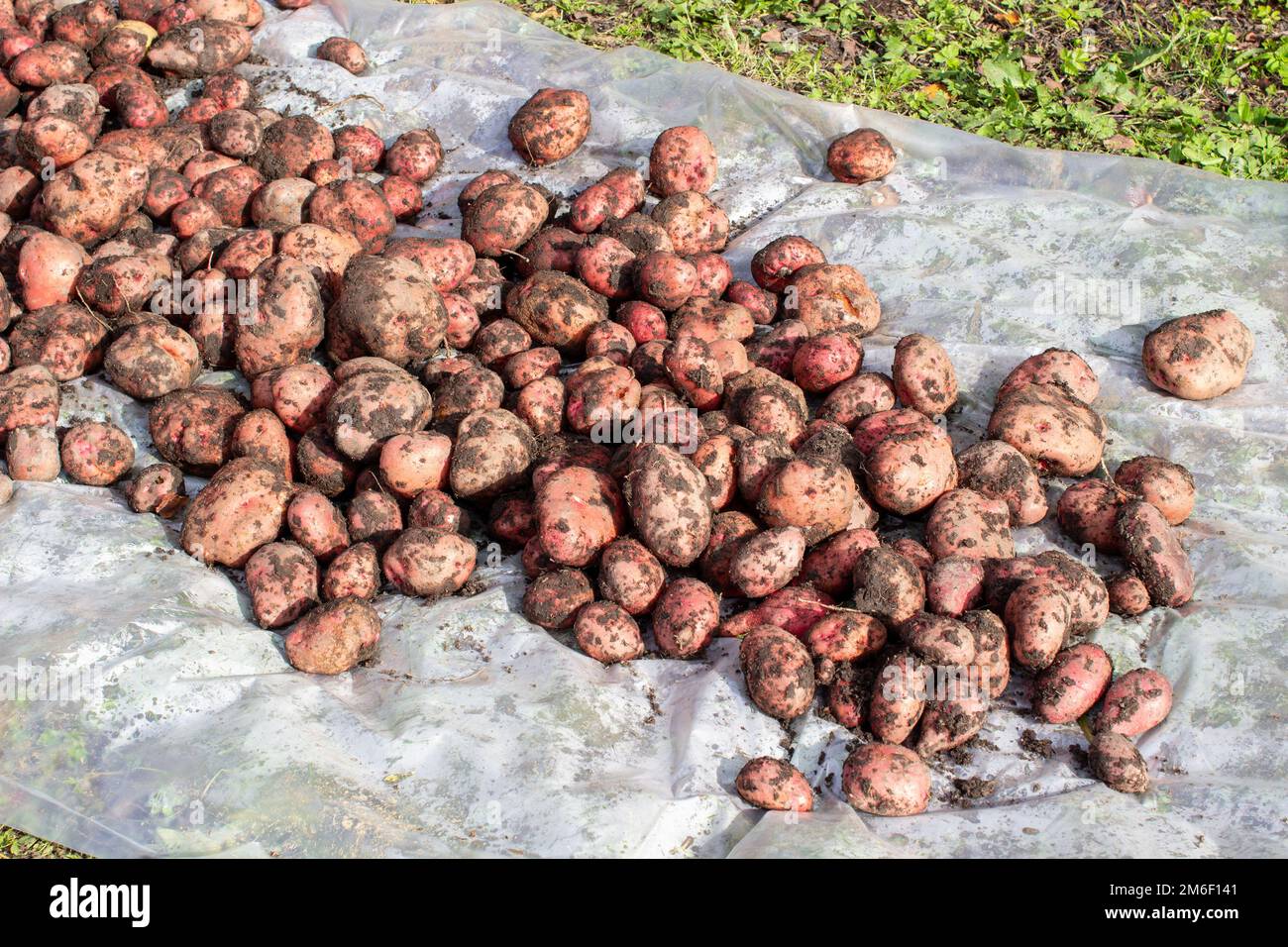 Digging potatoes in the garden. Time of harvest, planting potatoes Stock Photo - Alamy