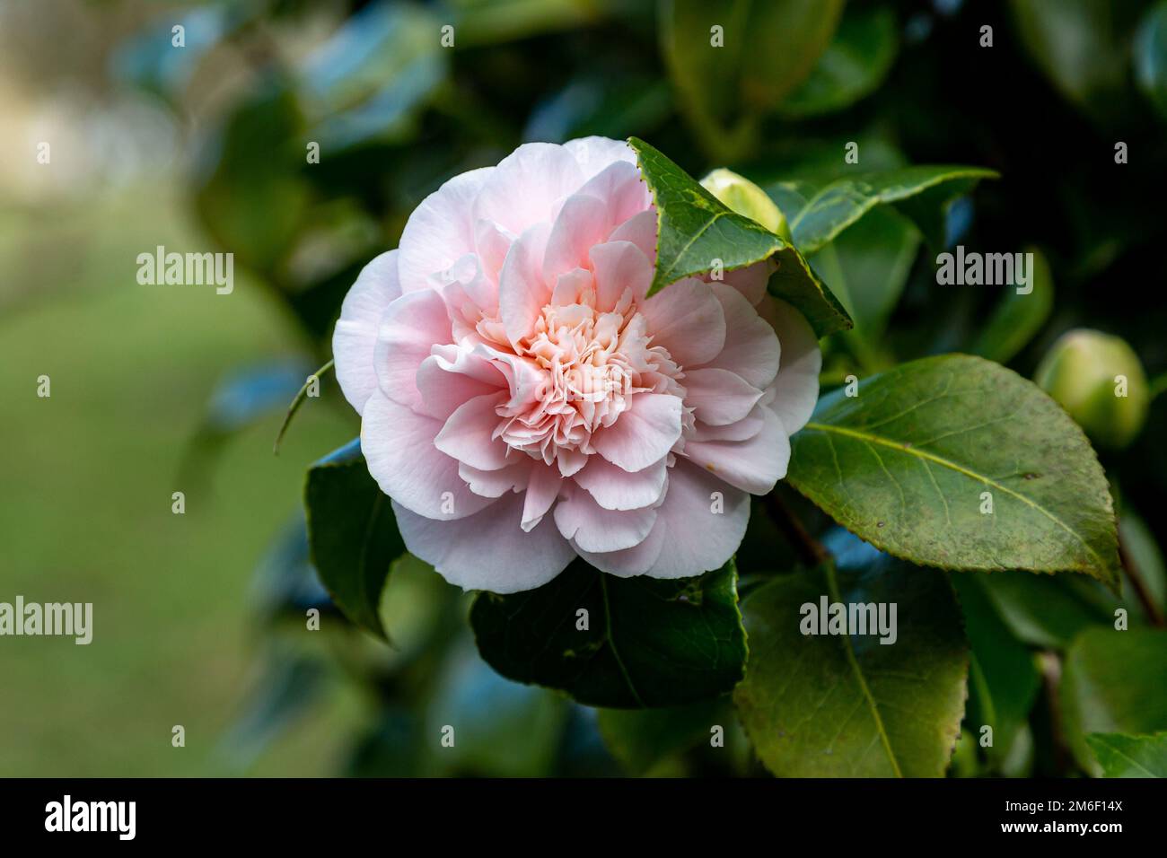 A pretty flower on the evrgreen Camellia Japonica shrub, with focus on ...